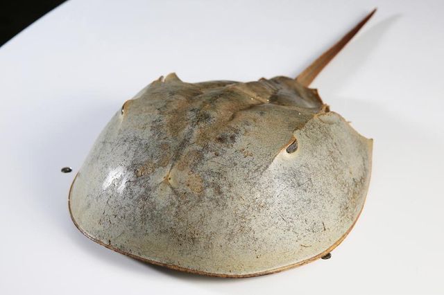 Exposition: 60 000 francs le litre de sang bleu - Le Matin