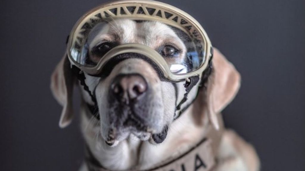 Photos: Au Mexique, des chiens héroïques deviennent des stars - Le Matin
