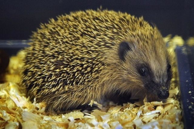 Les animaux de la ville ont besoin de vous | 24 heures