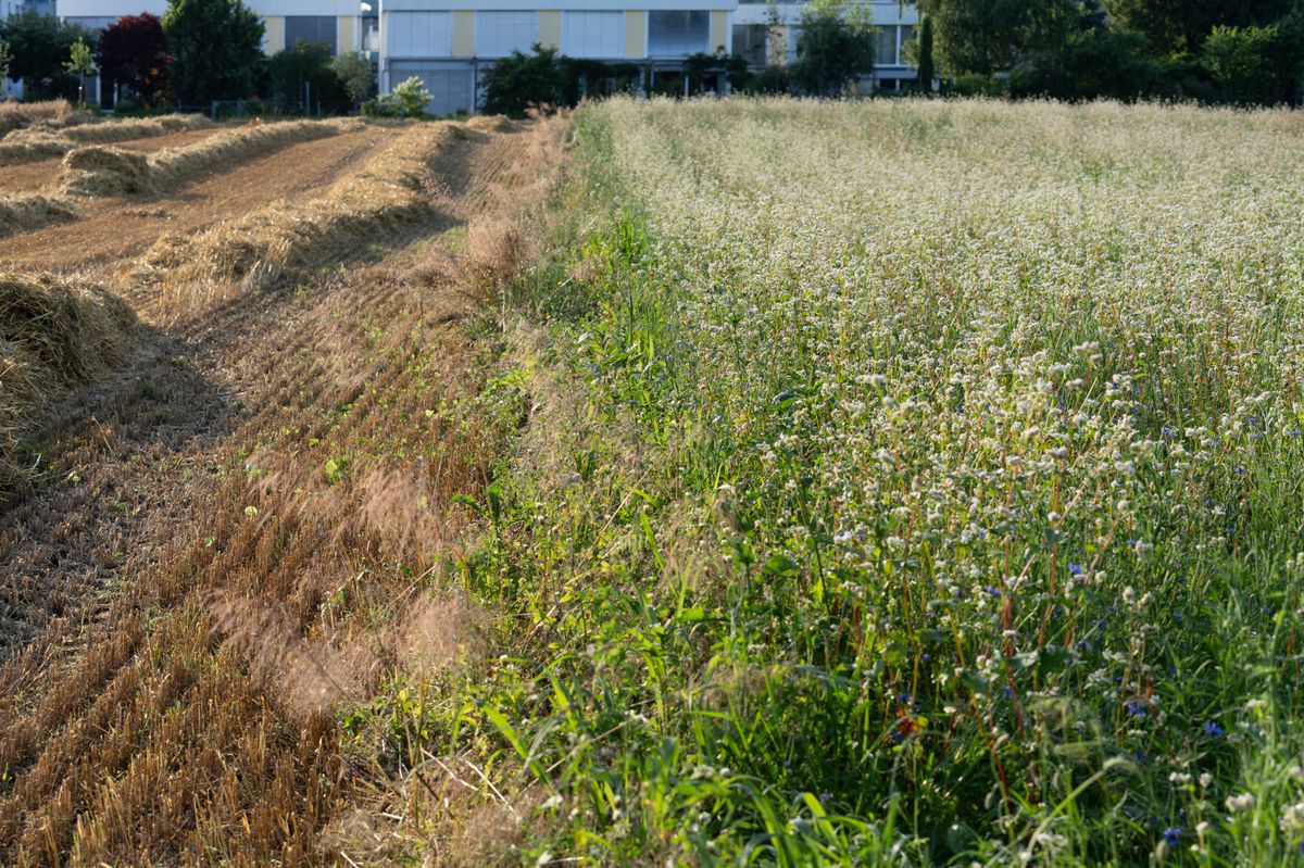 Reportagen | Der Bund