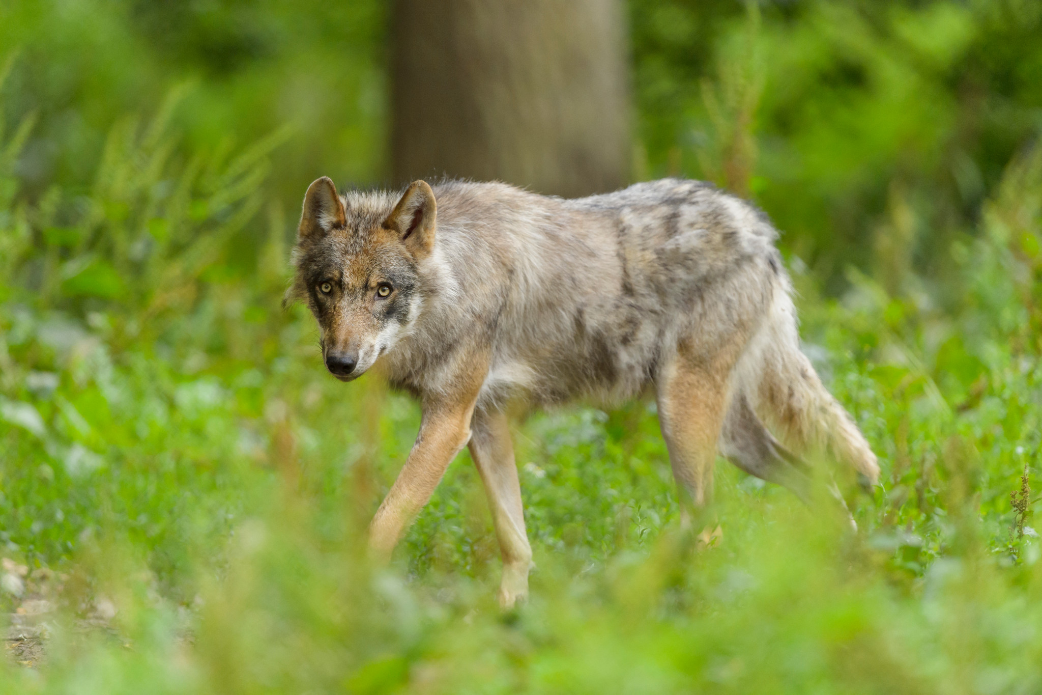 Loup: les tirs préventifs freinent la population en Suisse