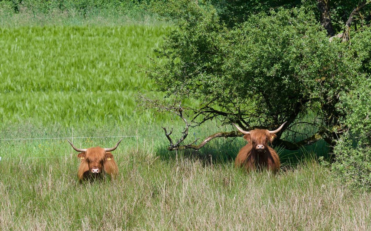 Biodiversität in der Region Winterthur: Wie Büffel und Rinder im Wald ...
