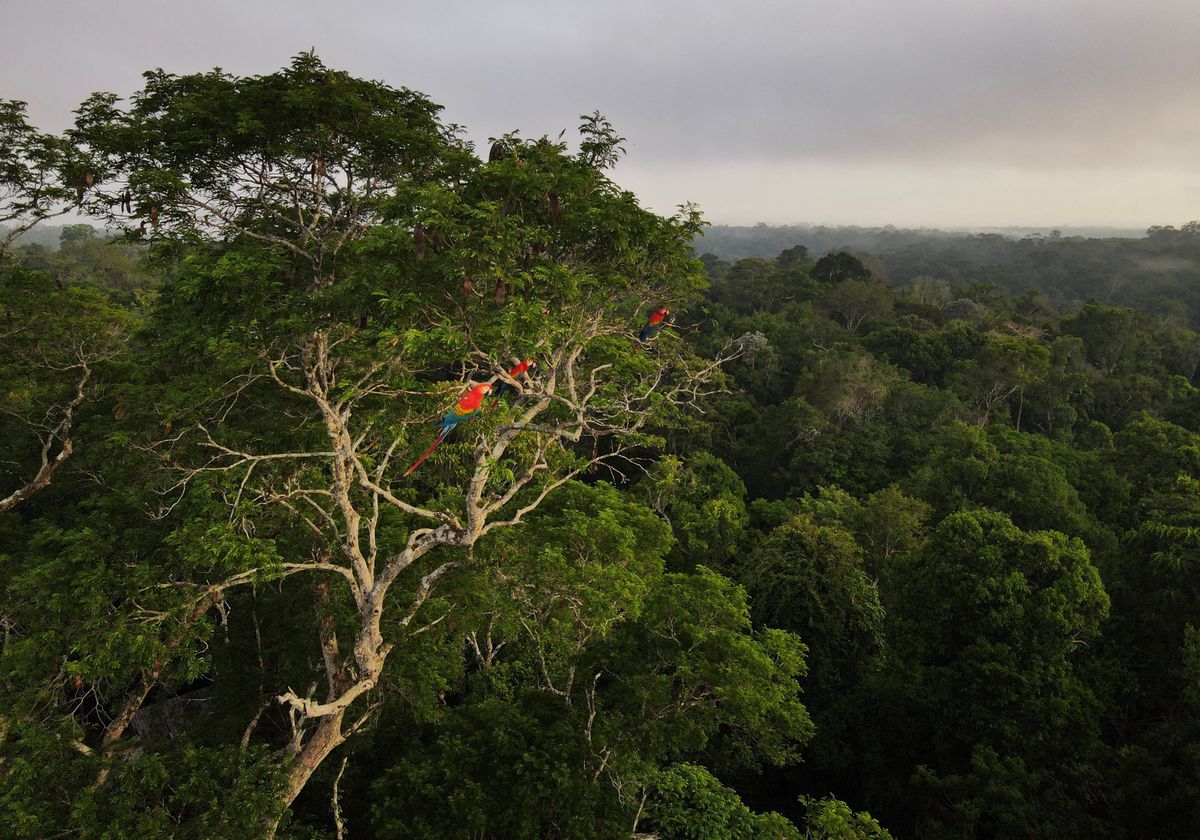 Analyse zum Amazonas-Regenwald: Die Welt braucht diesen Wald | Basler ...