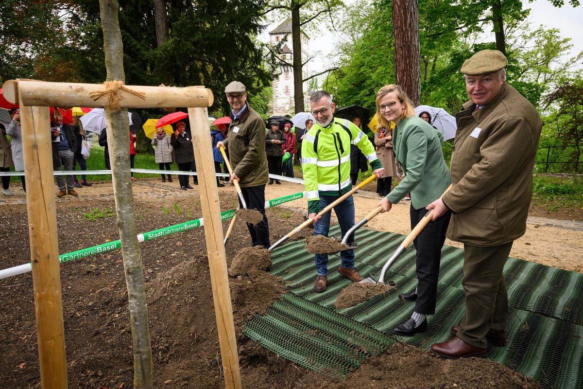 26’500 Exemplare: Basel feiert – und liebt – seine Bäume | Basler Zeitung