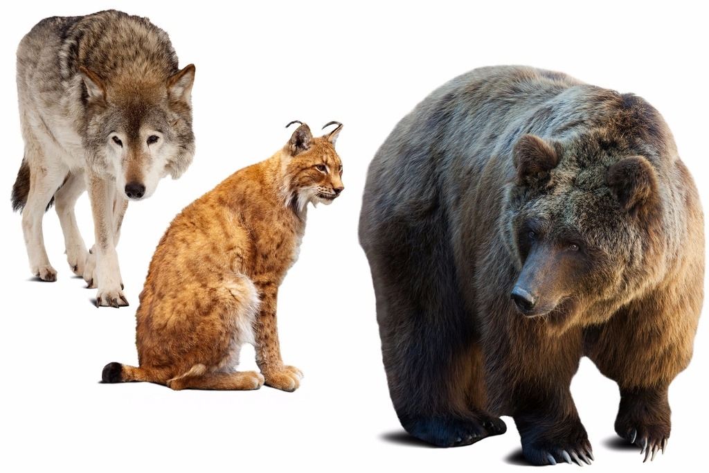 Wie uns Luchs, Wolf und Bär herausfordern | Langenthaler Tagblatt