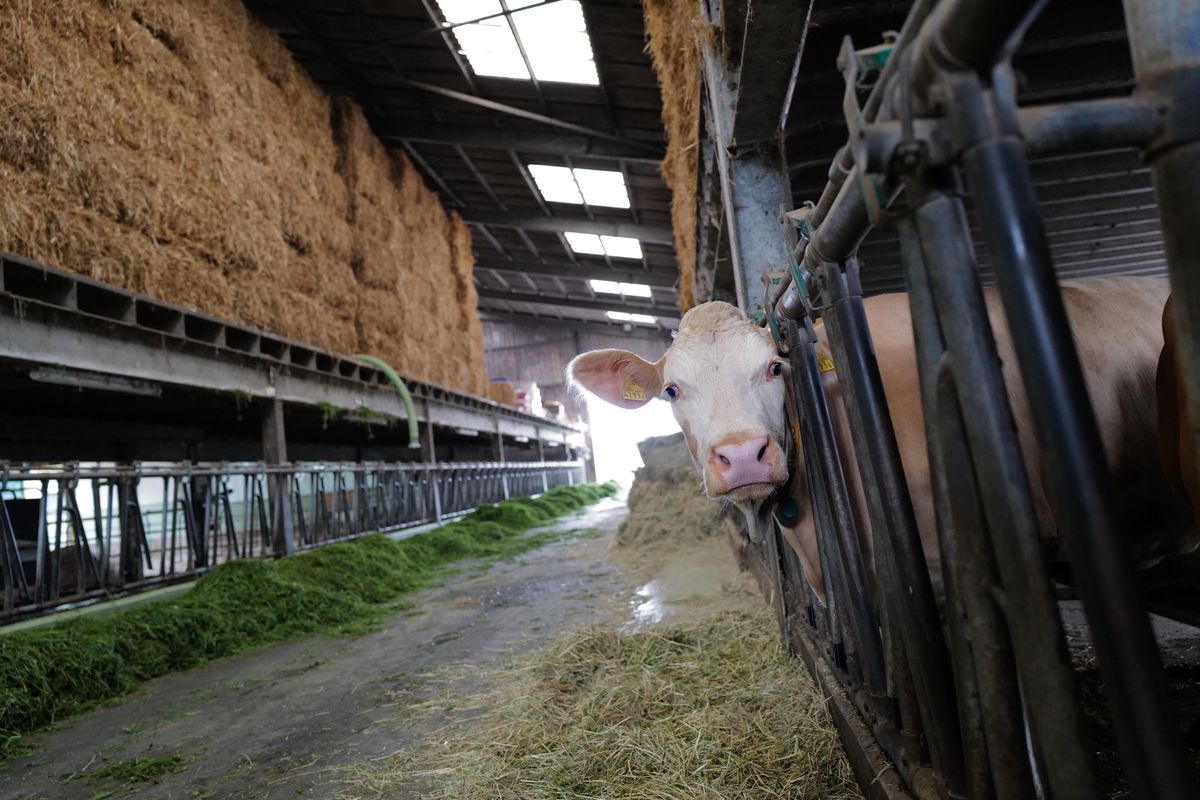 Lait genevois refusé – Migros fâche les agriculteurs et le Conseil d ...