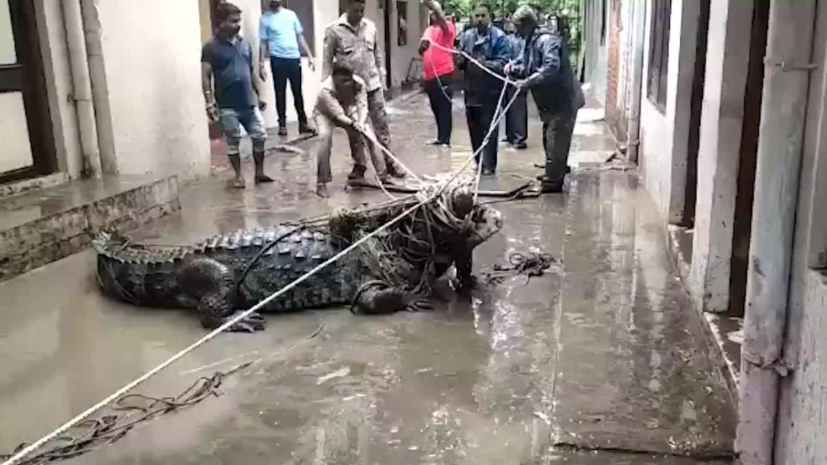 Indien: Wegen Überflutung – riesiges Krokodil schwimmt in Wohnviertel ...