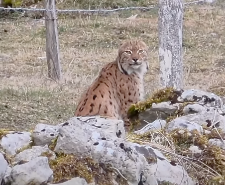 Lynx: un spécimen sans oreilles intrigue Neuchâtel