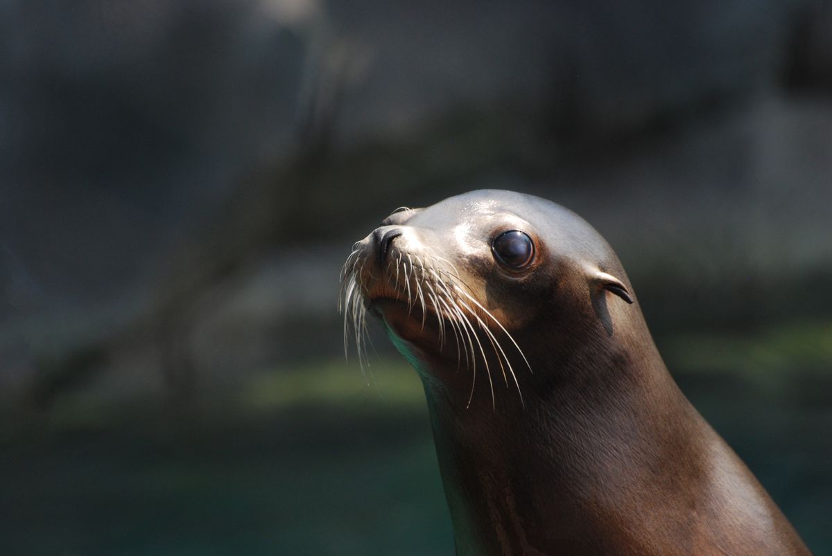 Harassed Sea Lion in South Africa: Tragic Death and Outrage at Strand ...