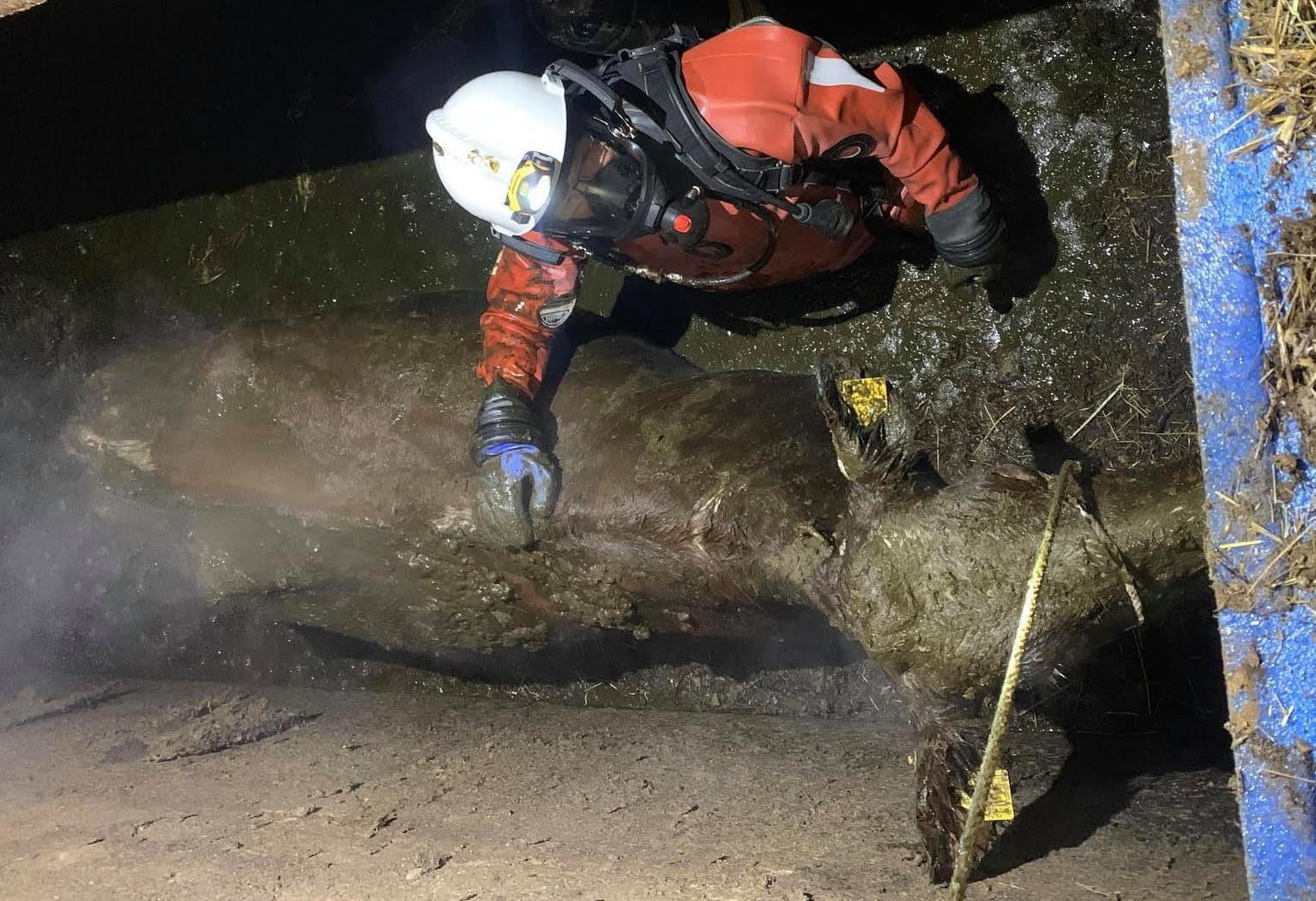 Jura bernois: La vache Davina, sauvée d’une fosse à purin - Le Matin
