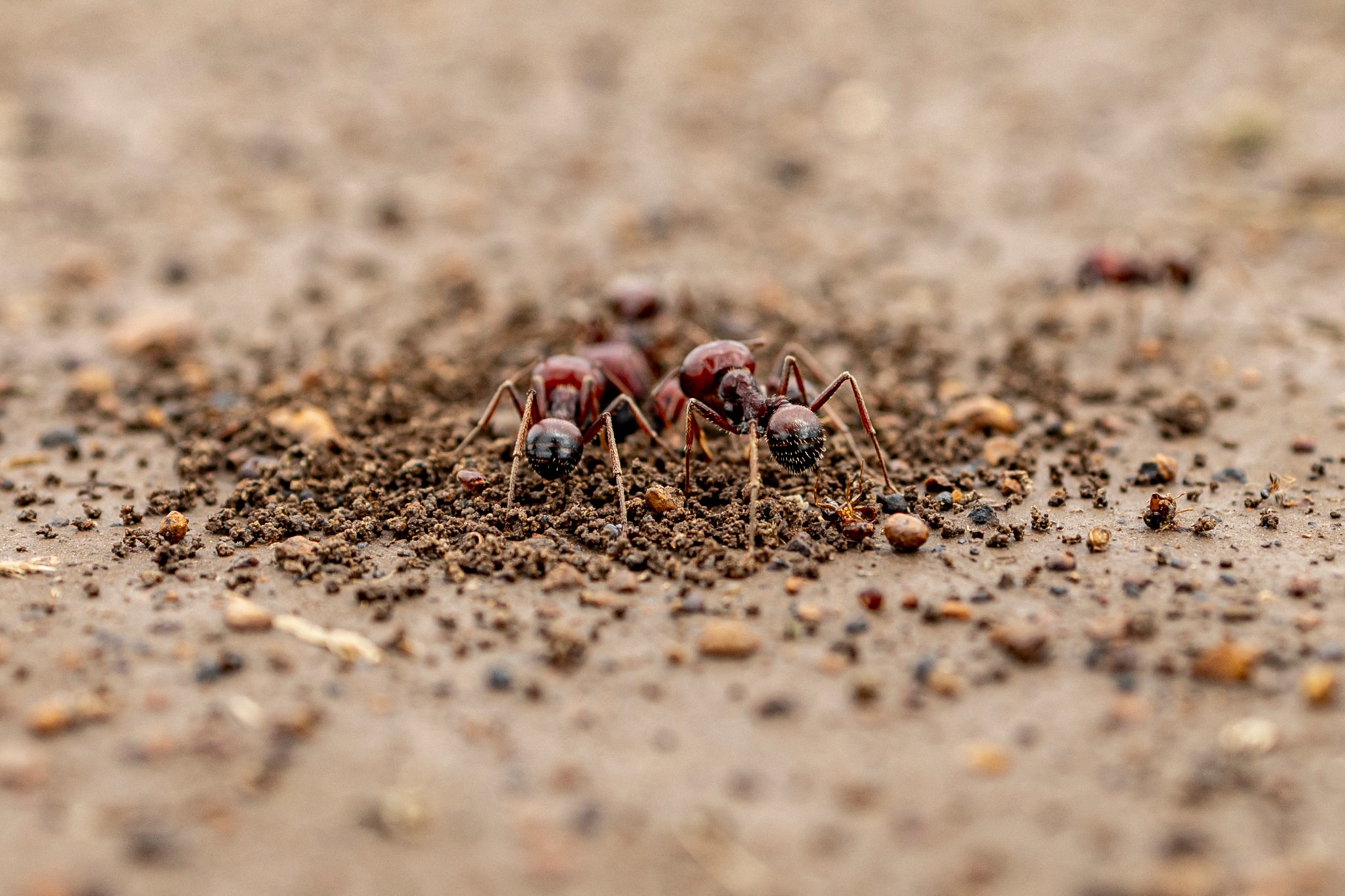 Kenya: le braconnage de fourmis en plein essor inquiète