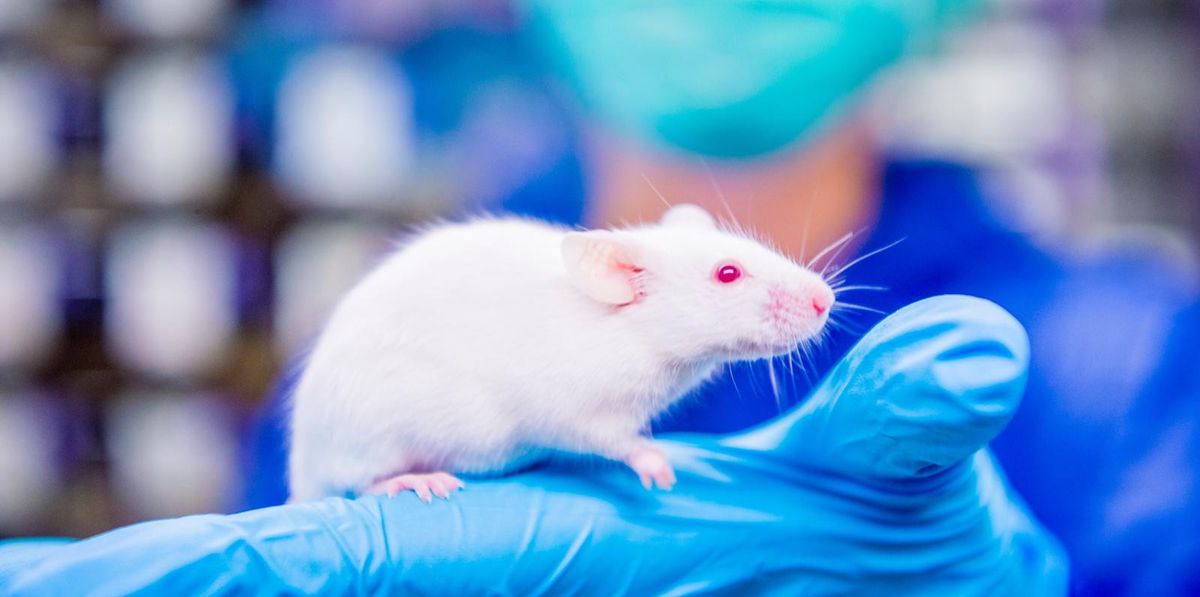 Tierversuche: Das sterile Leben der Labormaus | Tages-Anzeiger