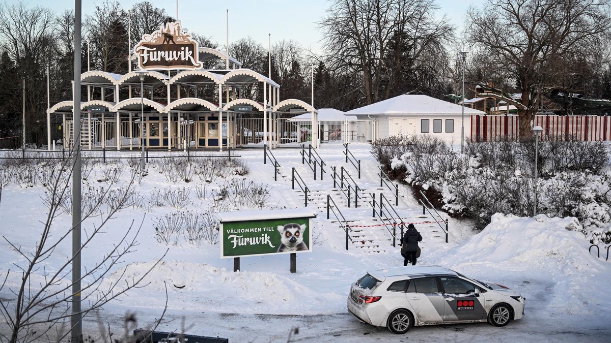 En Suède: Un zoo «contraint» d’abattre plusieurs chimpanzés en fuite ...