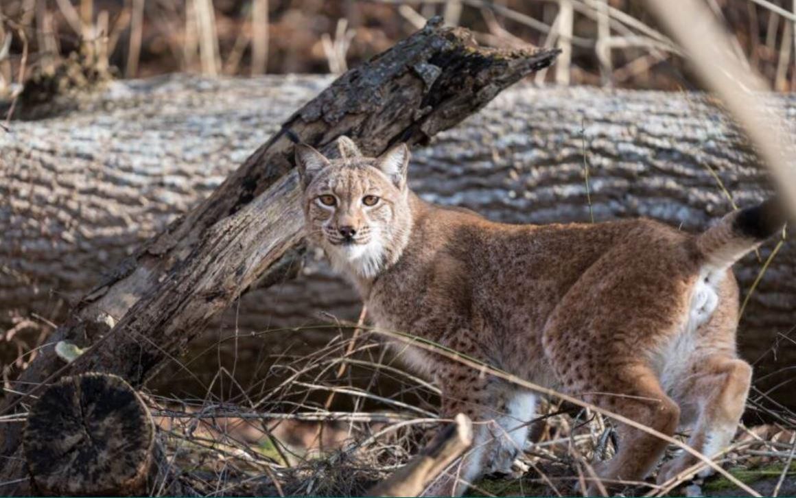 Stärkung der Luchspopulation: Neues Luchspaar lebt im Tierpark Bern | Der Bund