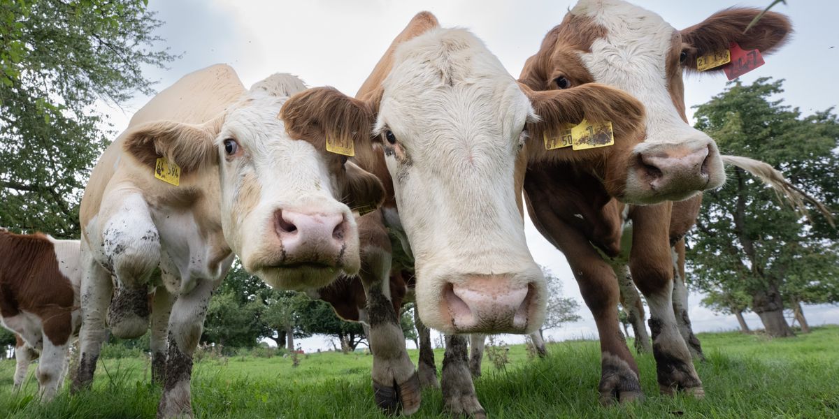 Kochen: Dieses Rührei-Rezept mit Kalbshirn ist einen Versuch wert ...