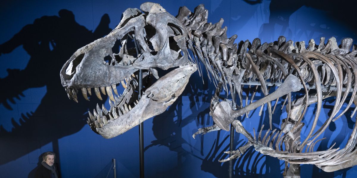 T. rex Trinity in Aathal: Sauriermuseum wappnet sich für Ansturm ...