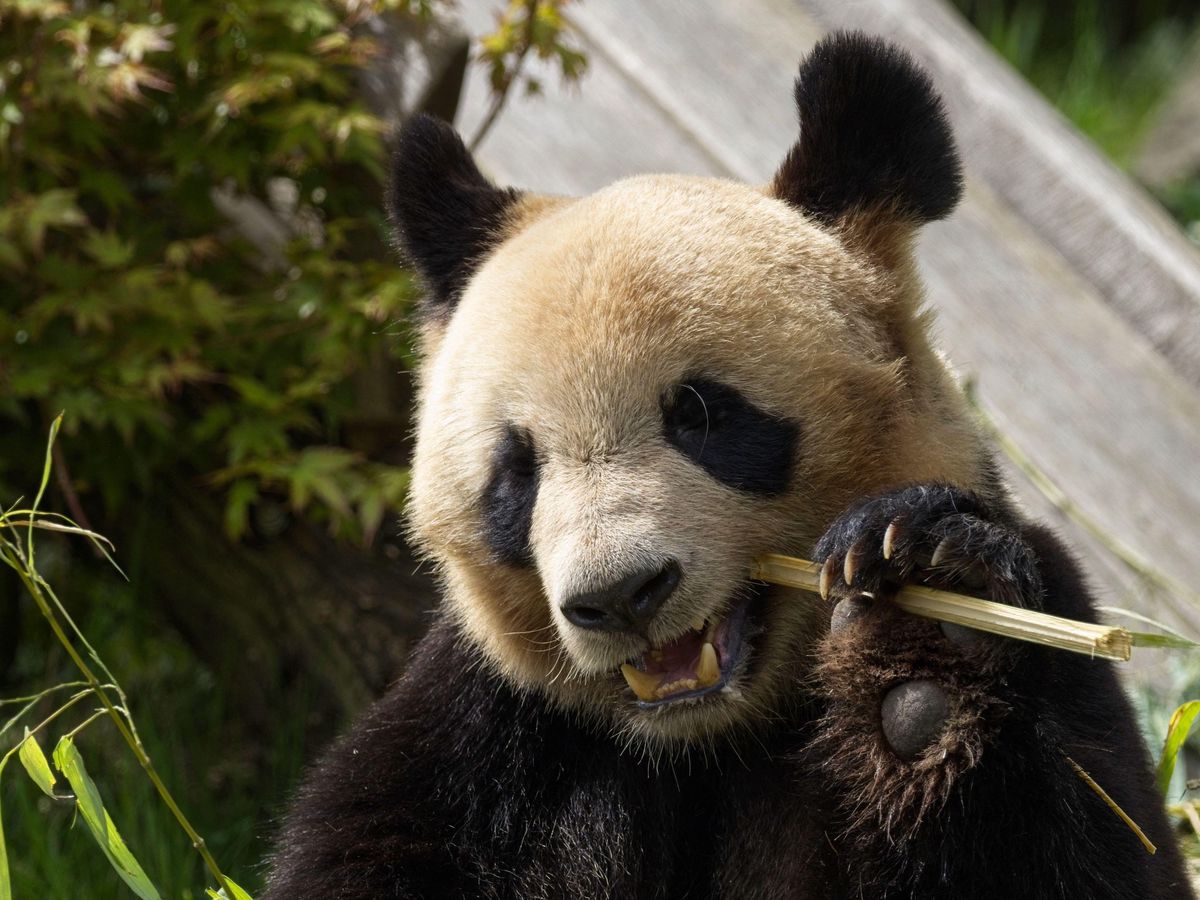Zoo de Beauval: Yuan Meng, premier panda né en France, va partir en ...