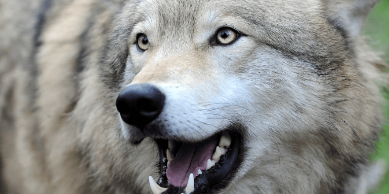Loup: nouvelle autorisation de tir contre le mâle M351