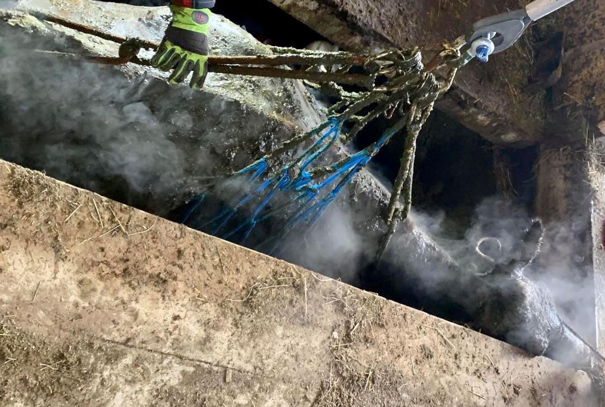 Jura bernois: La vache Davina, sauvée d’une fosse à purin - Le Matin