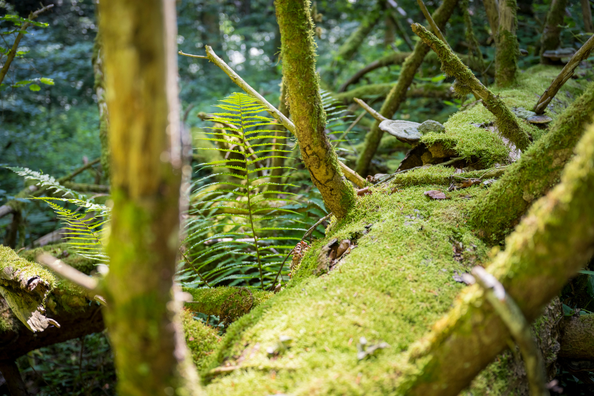 Wildnispark Zürich Sihlwald: Seit 25 Jahren ist der Sihlwald sich ...