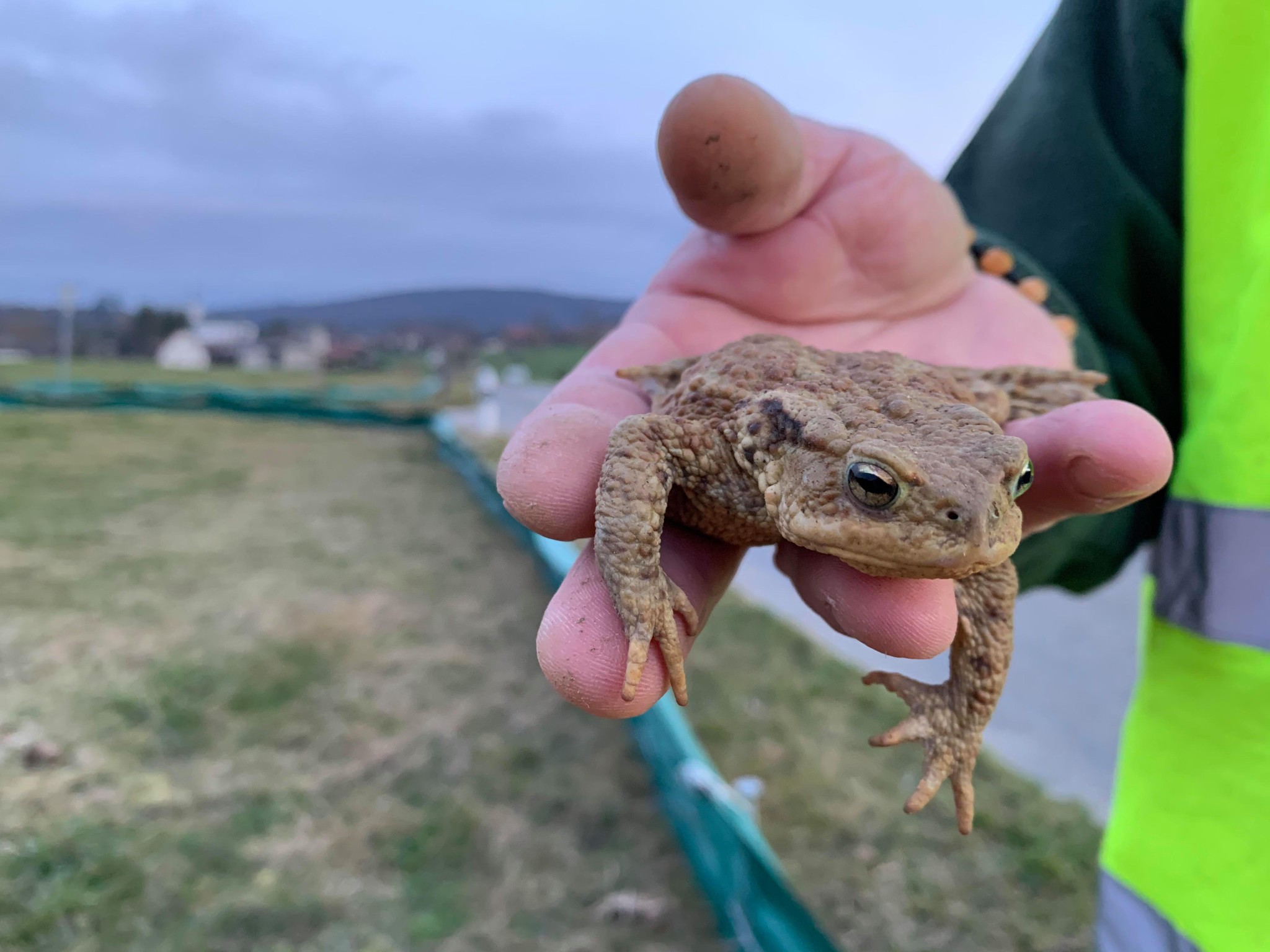 Jura – Crapauds écrasés malgré un crapauduc - Le Matin