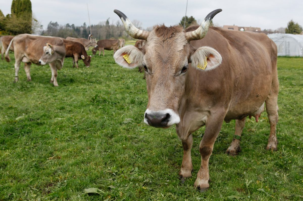 Demeter: Rudolf Steiner und die kosmischen Kräfte der Kuhhörner ...
