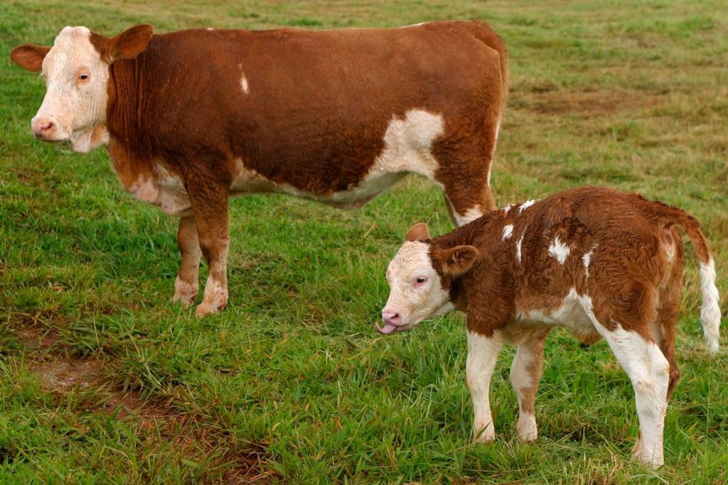 China baut weltgrösste Klon-Fabrik für Nutztiere | Basler Zeitung