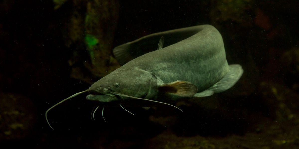 Giant catfish attacks raise concerns in Germany | News Minimalist