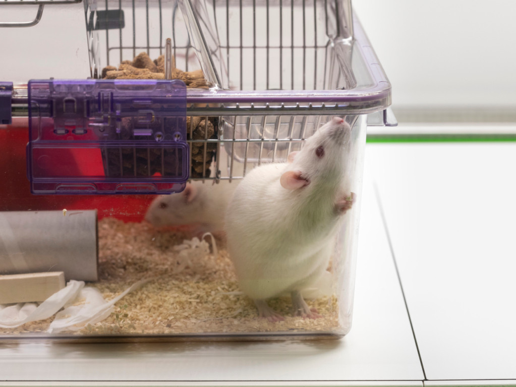 EPFL: 254 rats de laboratoire adoptés depuis 2022