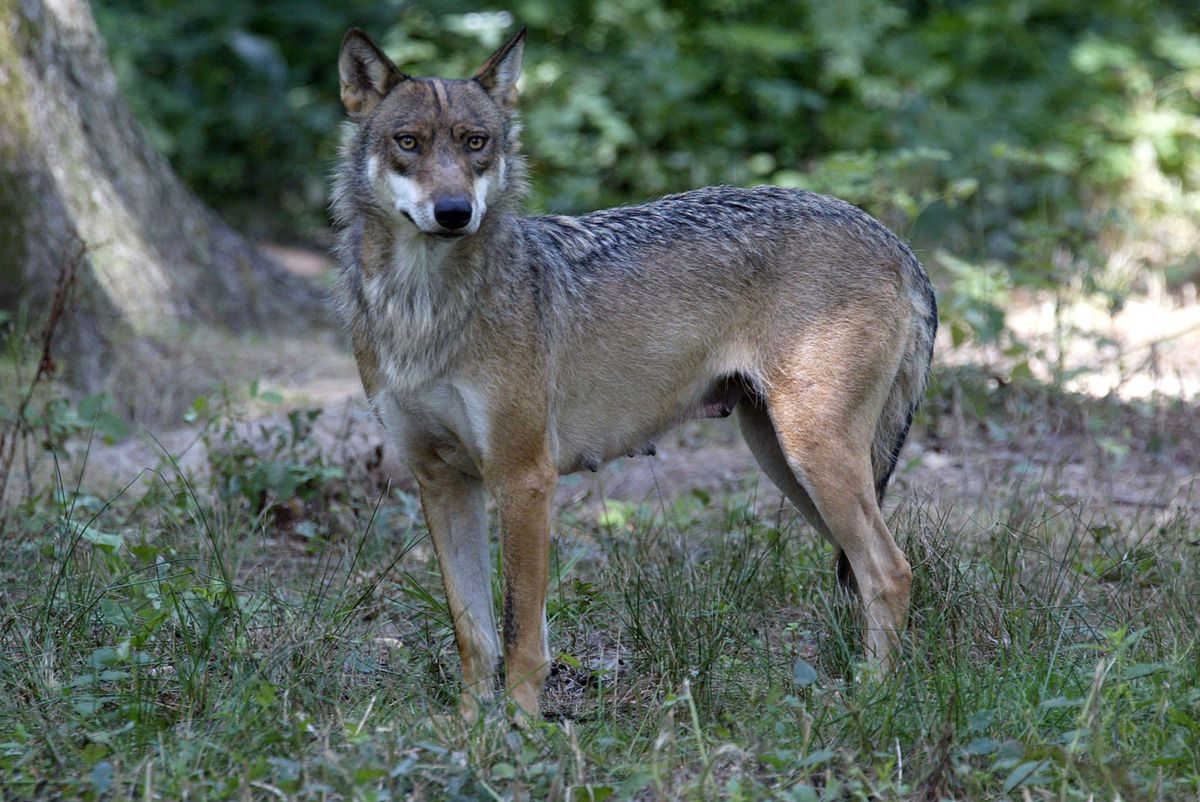 Une femme grièvement blessée par des loups au zoo de Thoiry | 24 heures