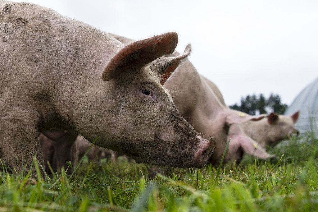 Tierschutz für Öko-Labels: Die Hälfte der Kontrolleure schmiss den ...