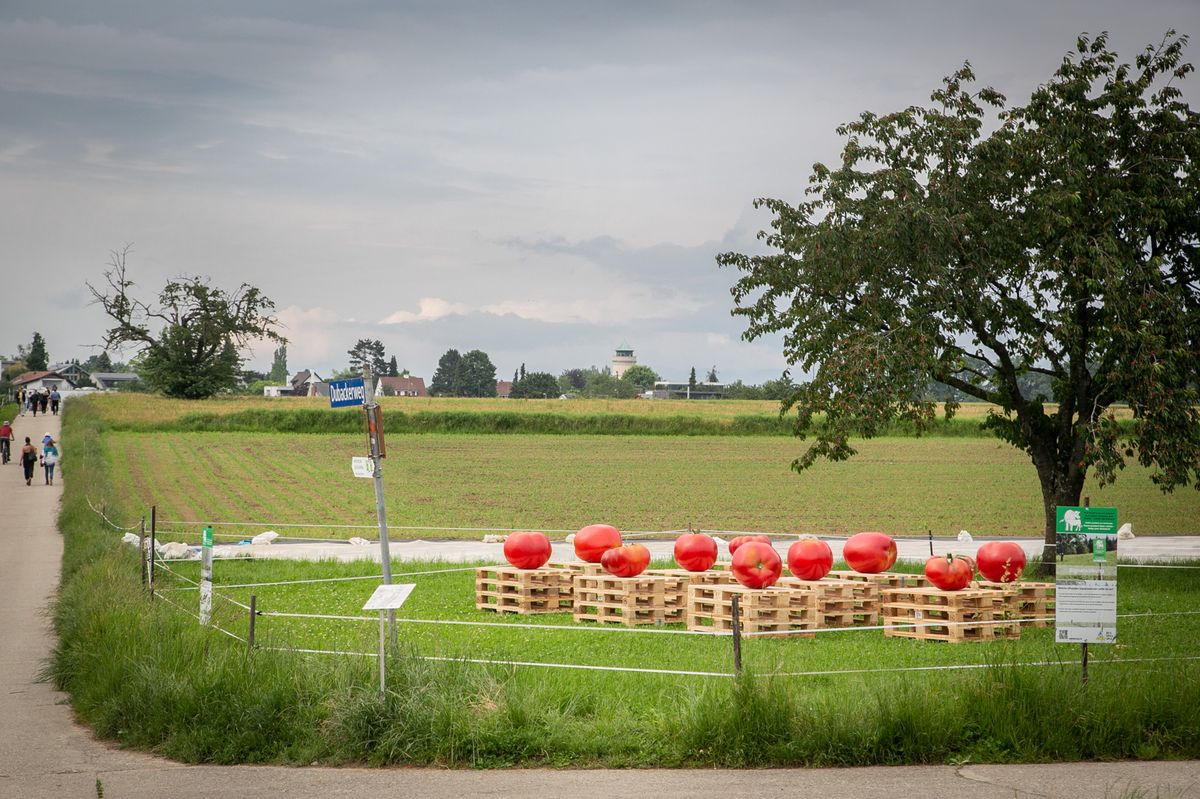 Basel Social Club 2024: So haben Sie das Bruderholz noch nie gesehen ...