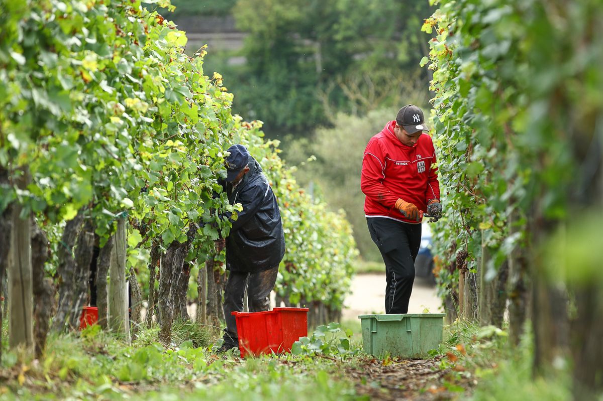 La «mouche du vinaigre» et la pourriture compliquent les vendanges - L ...