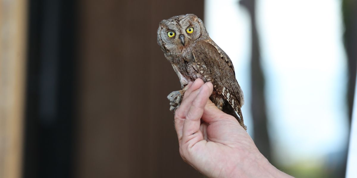 Un hibou petit-duc remis sur patte à Chavornay | 24 heures