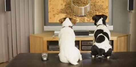 Télé bête – Les chiens totalement accros à «Dog TV» - L'essentiel
