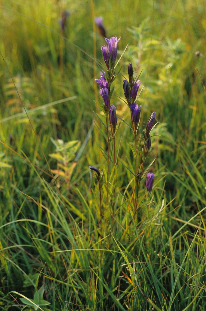 Tausendseitiges Buch zeigt botanische Raritäten um den See | Tages-Anzeiger