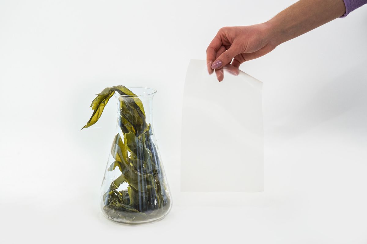 Plastik aus Algen: Schweizer Start-up Noriware produziert nachhaltige ...