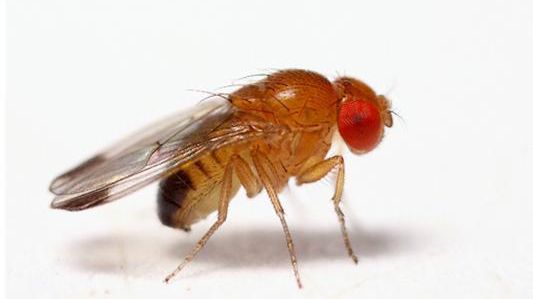 Discovery: Female flies have more neurons than males – Archyde