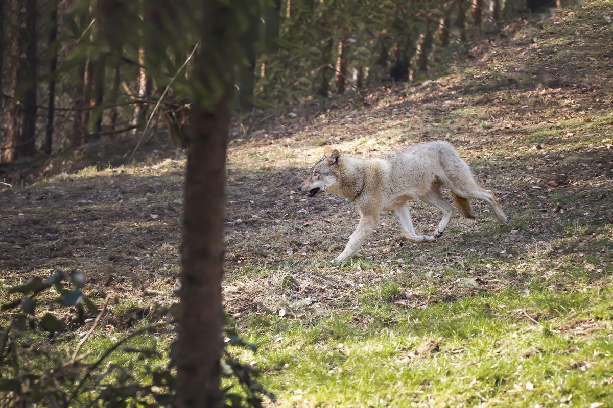 Wildpark in Winterthur: Junges Wolfsweibchen im Bruderhaus angekommen ...