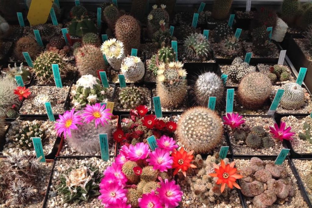 Beaux cactus à découvrir à Mex | 24 heures