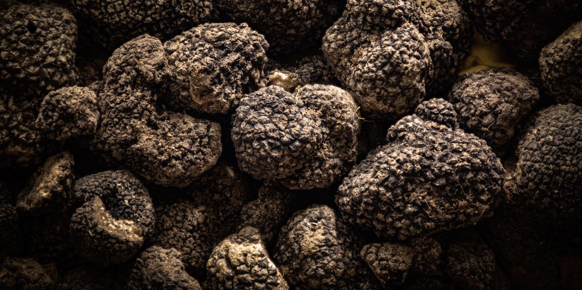 Wo Findet Man Truffel