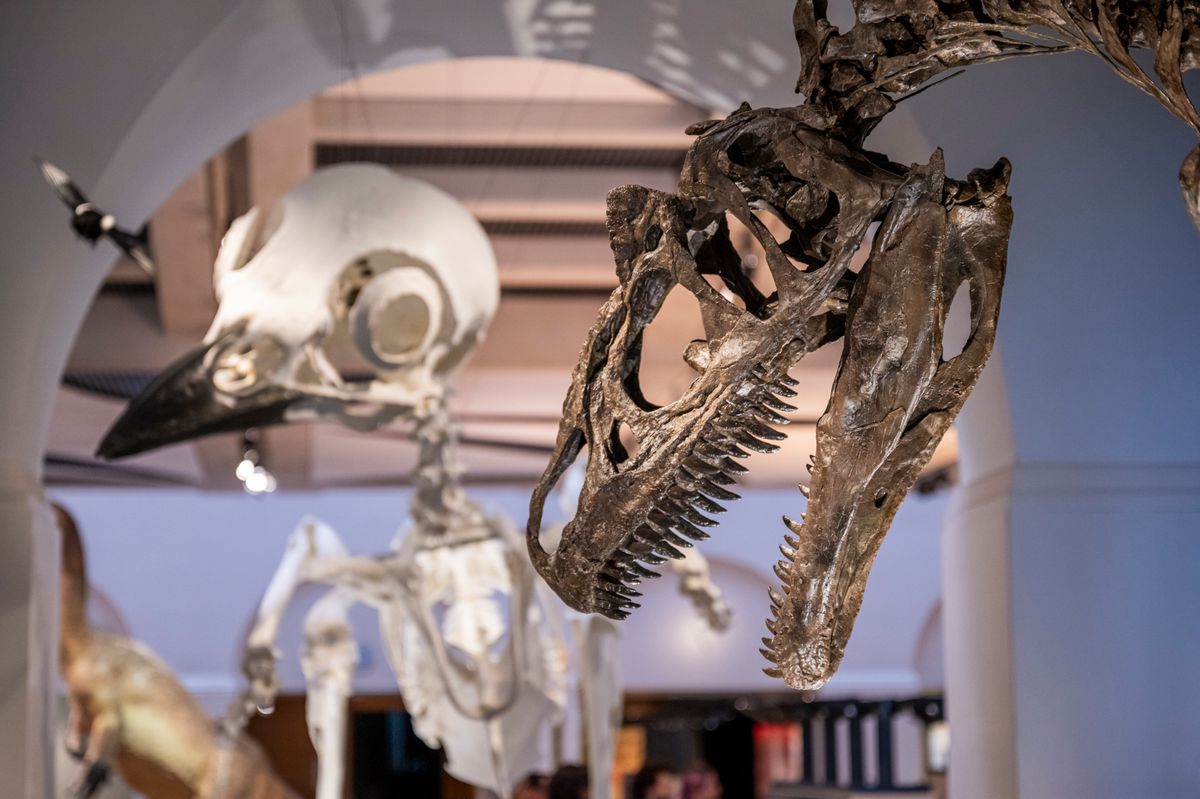 Naturhistorisches Museum Zürich: Neueröffnung mit riesigen Dinosauriern ...
