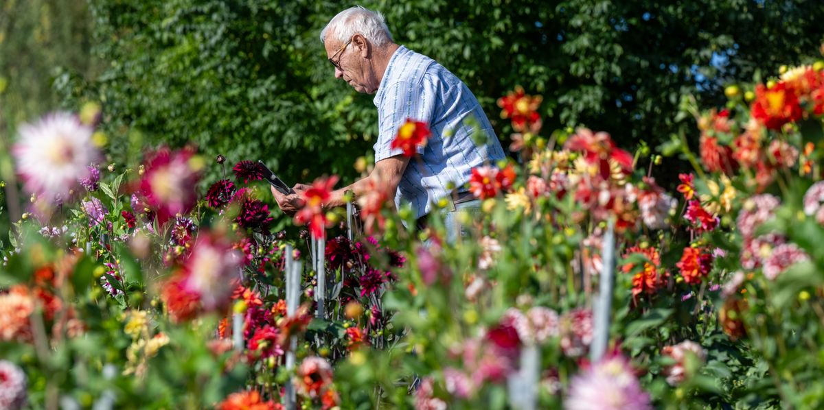 Dahlienschau Lützelflüh: Wo seit 100 Jahren Santa Claus und Winnie Puuh ...