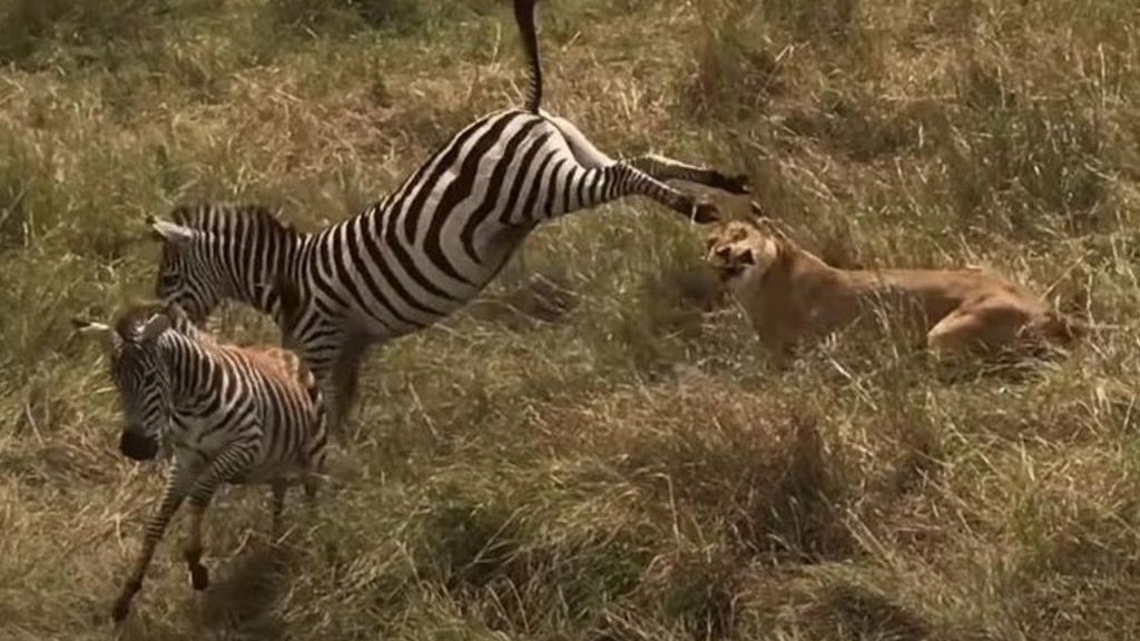 Vidéo: Un lion attaque un bébé zèbre: sa maman riposte - Le Matin
