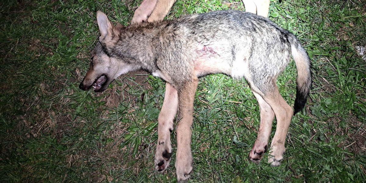 Loups, lynx, ours: vers un permis de tuer en Suisse? | 24 heures