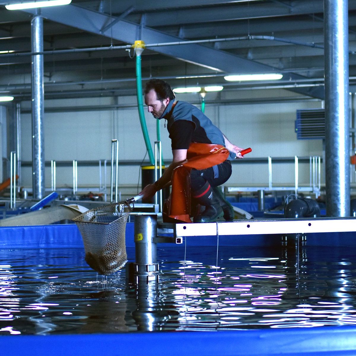 Aquaculture suisse: Valperca, fleuron de la perche d'élevage, risque de ...