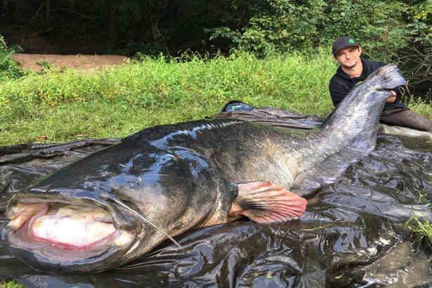 2,74 Meter lang – Monster-Wels bricht alle Rekorde | Berner Zeitung
