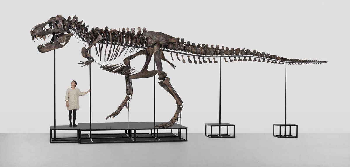 Anvers (Bel) : Vendu à Zurich, le T-Rex Trinity sera exposé en Belgique ...