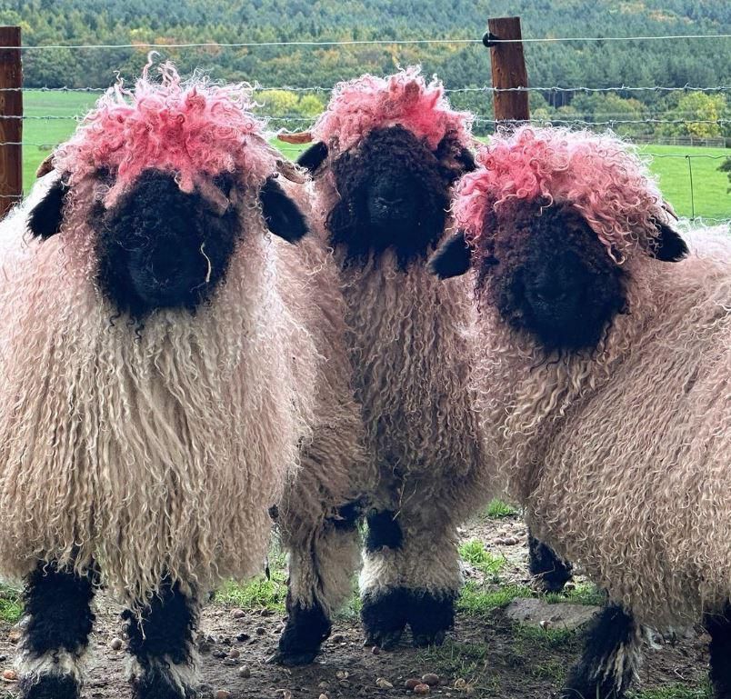 En Grande-Bretagne: Ces moutons ont fait la petite frange… rose, bien ...
