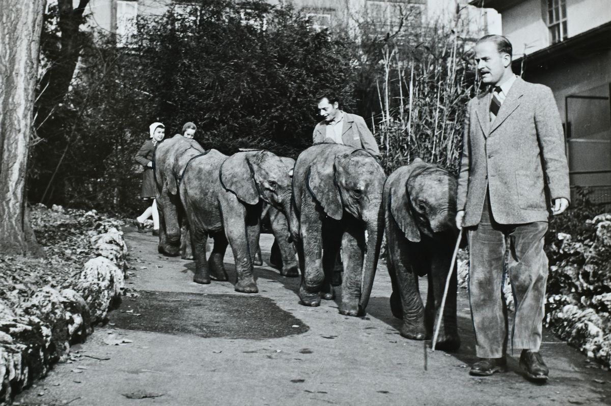150 Jahre Zoo Basel: Völkerschauen, Giraffengeburten und eine Affenjagd ...